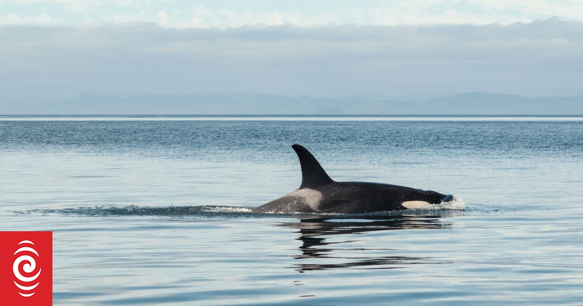 Marine biologist spots orca she rescued a decade ago | RNZ News
