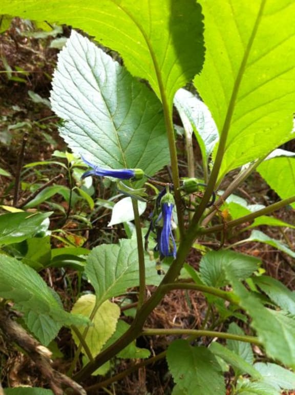 Rare Plants | A Gallery from Nights | RNZ National