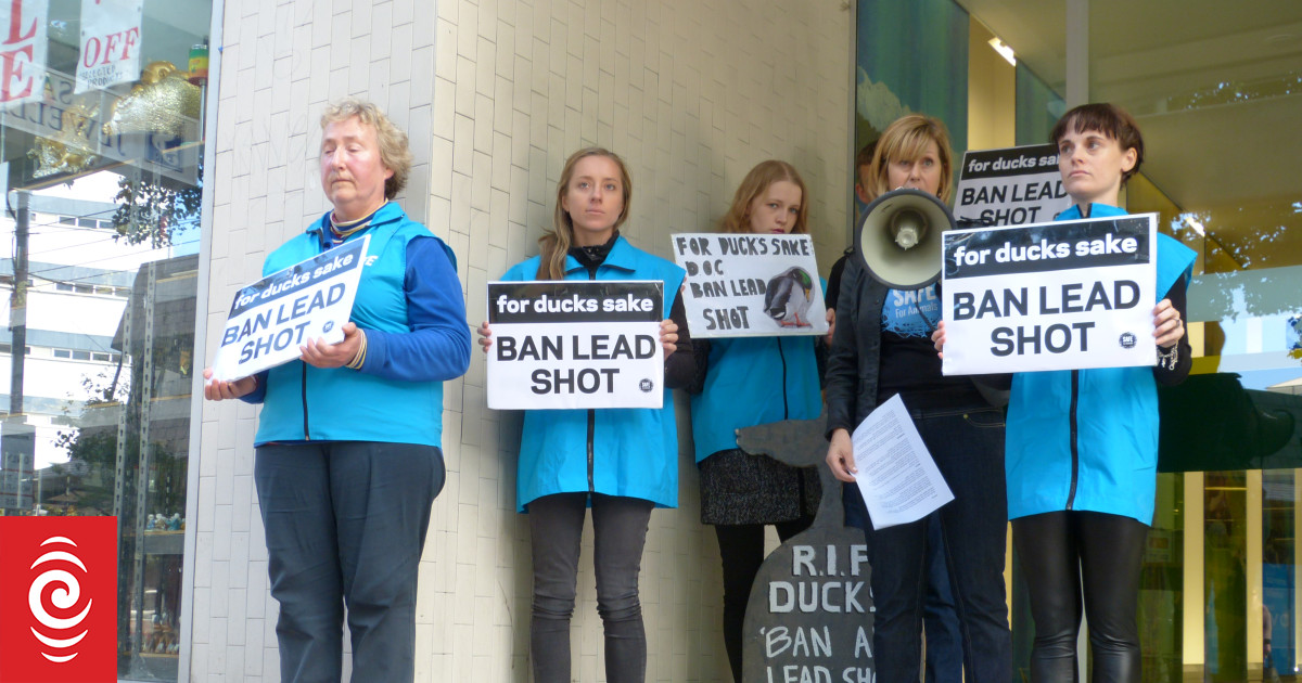 Foul play for Alfred the duck | RNZ News