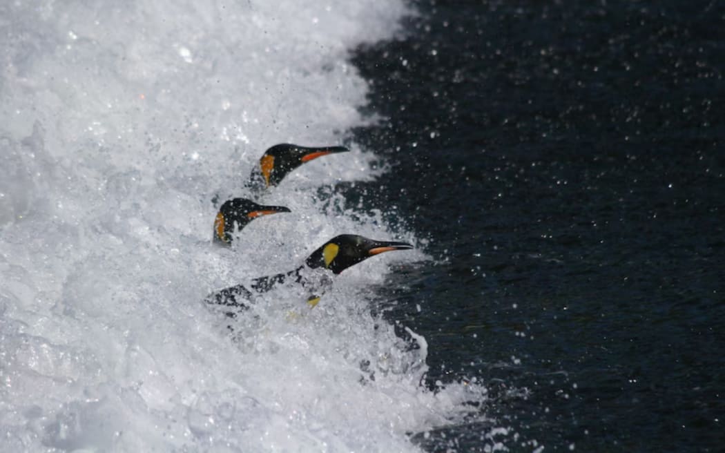 King penguins successfully changing breeding habits in face of climate ...