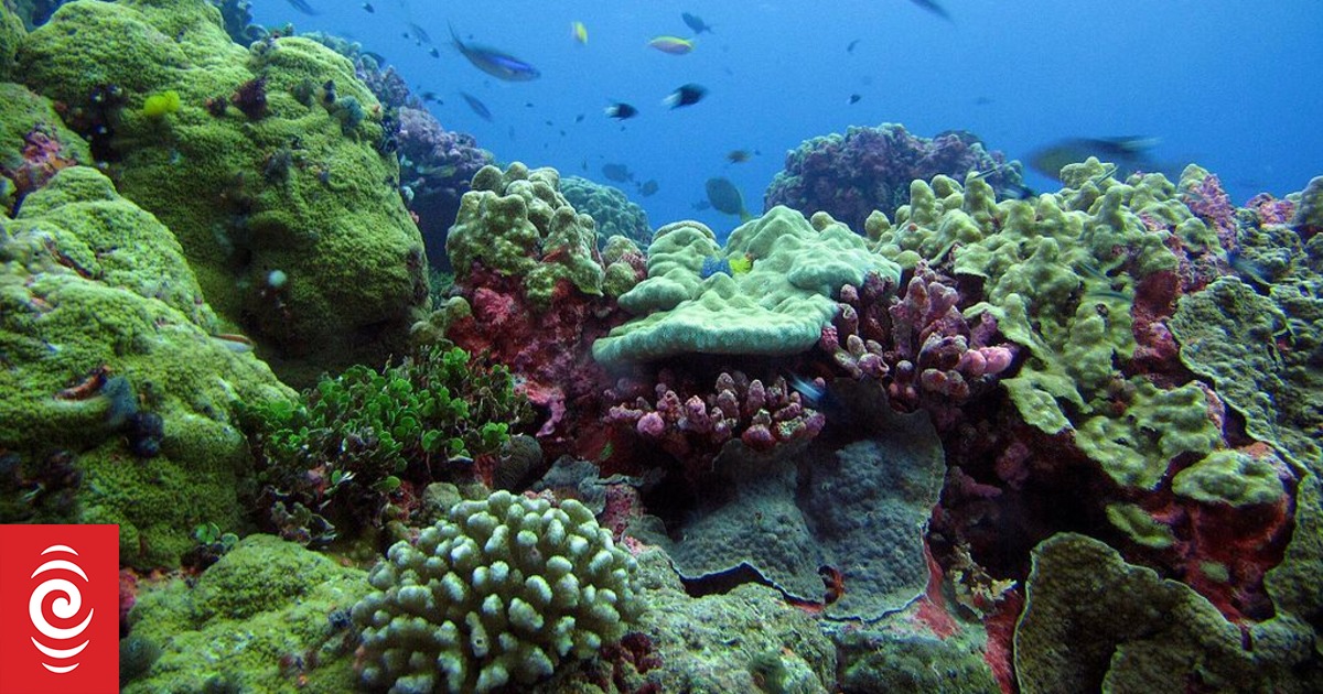 Kiribati coral reefs show recovery signs after weather impact | RNZ