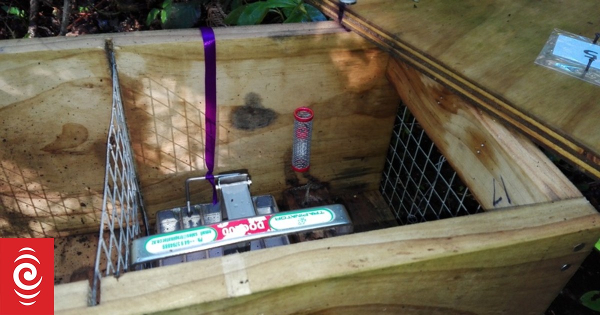 Expert feature: trapping pests | RNZ