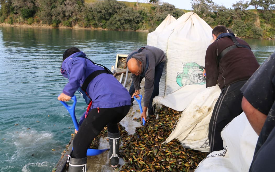 Thirty tonnes of mussels to help Hauraki Gulf restoration | RNZ News