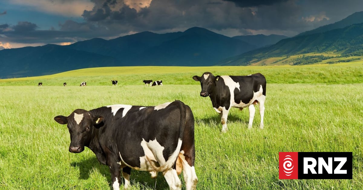 Dairy farms harder to shift as payout drops | RNZ