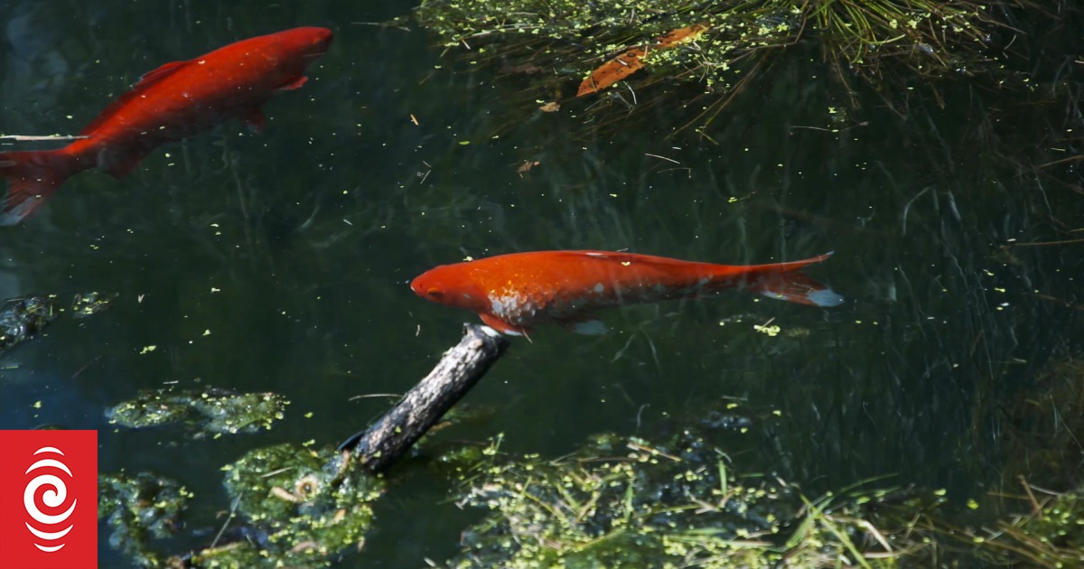 Auckland Council asking residents to stop releasing goldfish into ...
