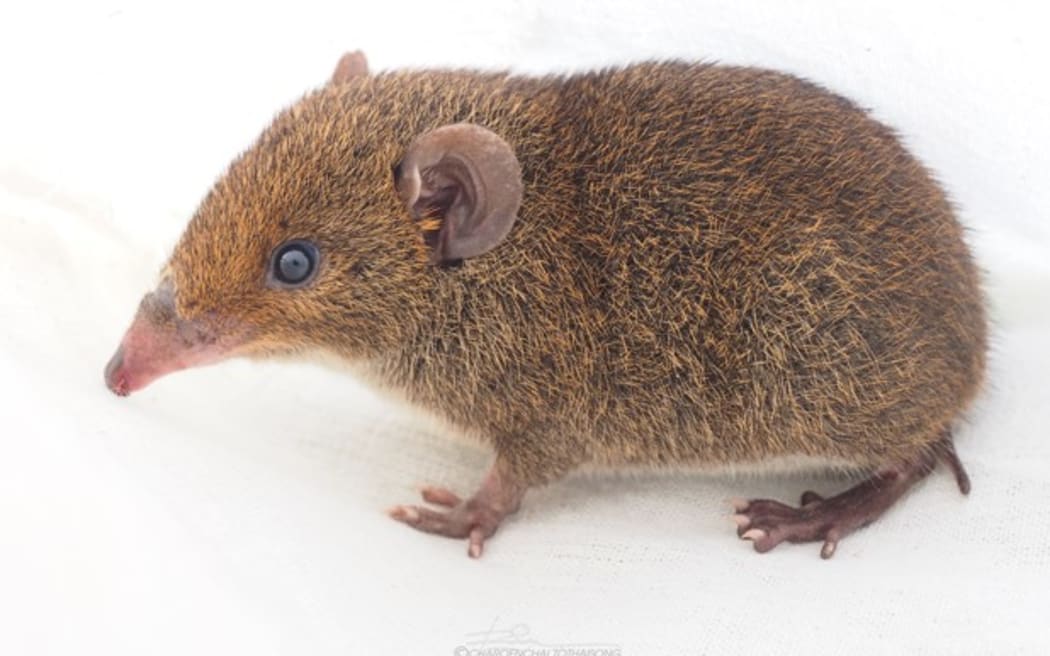 Five new soft-furred hedgehog species discovered | RNZ News