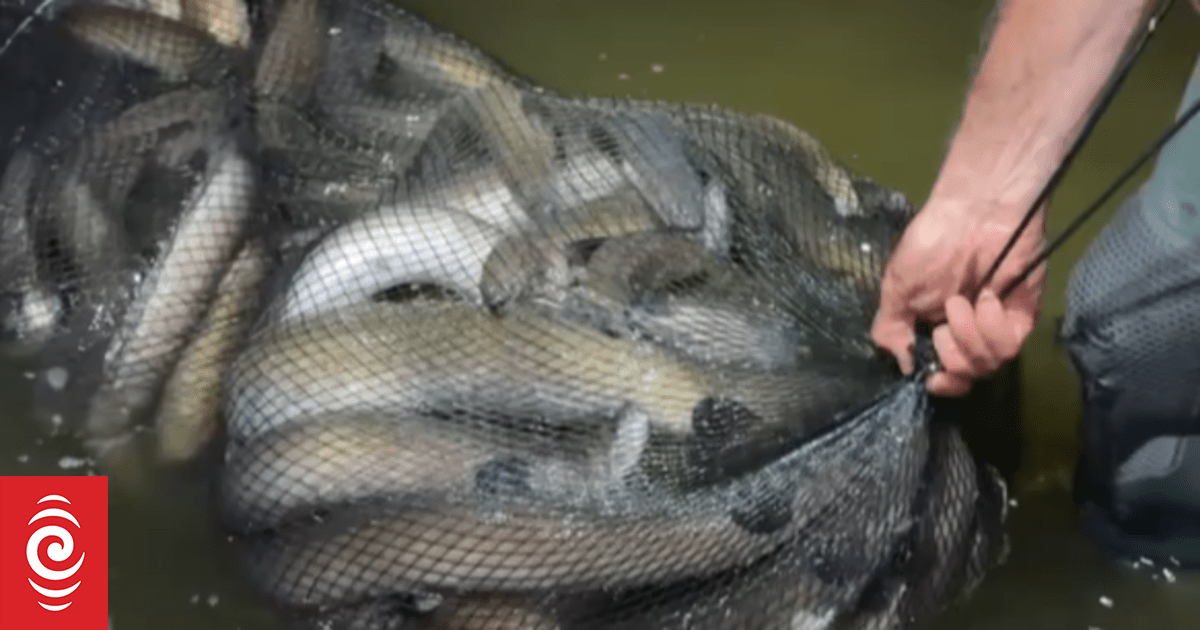 Channel finished to release tuna/eels | RNZ