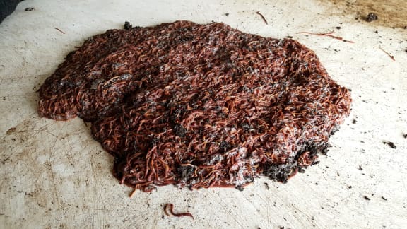 Worm Farming | A Gallery from Country Life | RNZ National