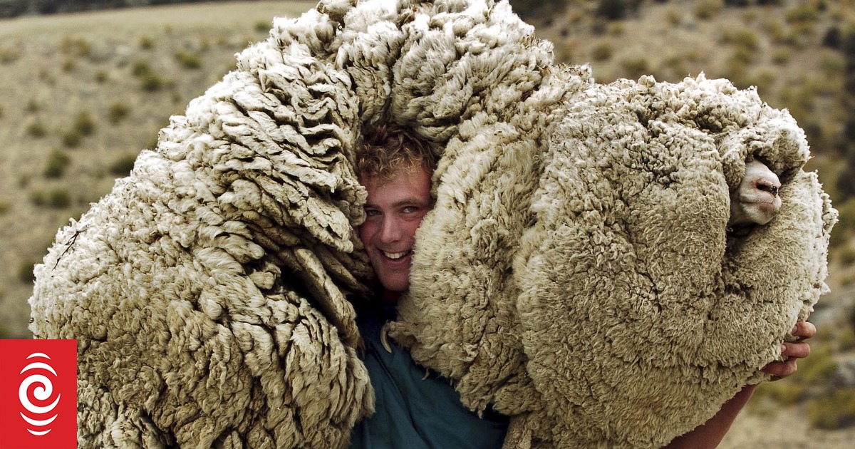 Farmer remembers the pivotal moment 'godlike creature' Shrek the Sheep ...