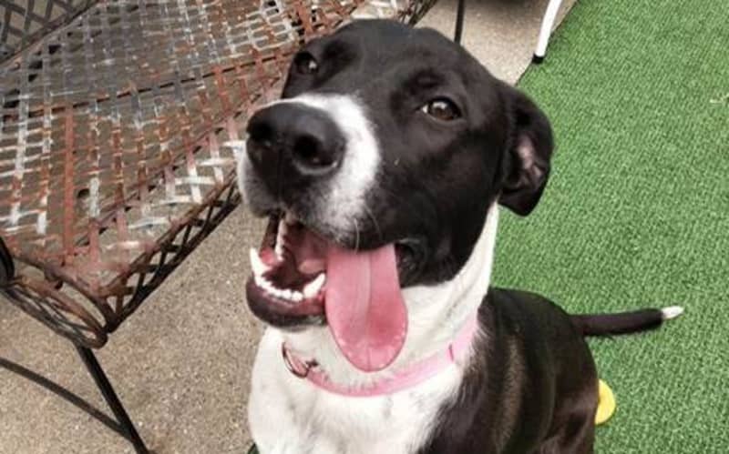 SPCA publishes list of long-stay animals ready for homes | RNZ