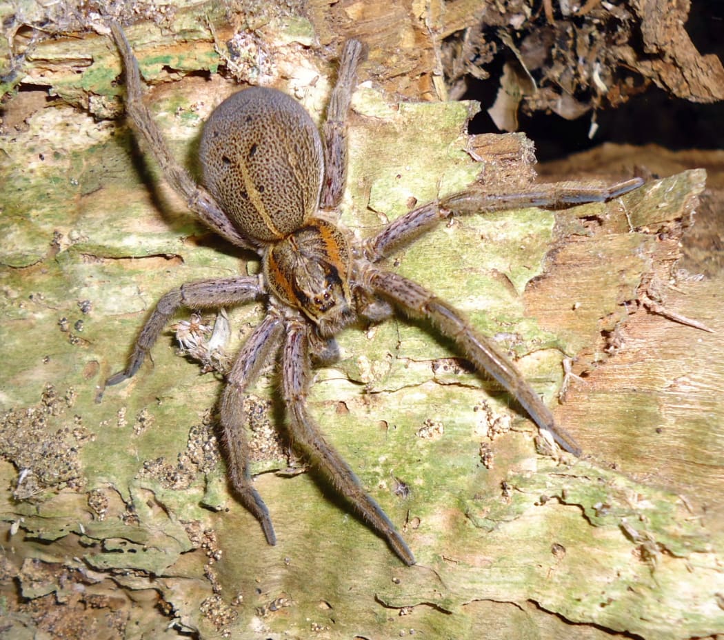 Critter of the Week The Rangatira Spider! | RNZ