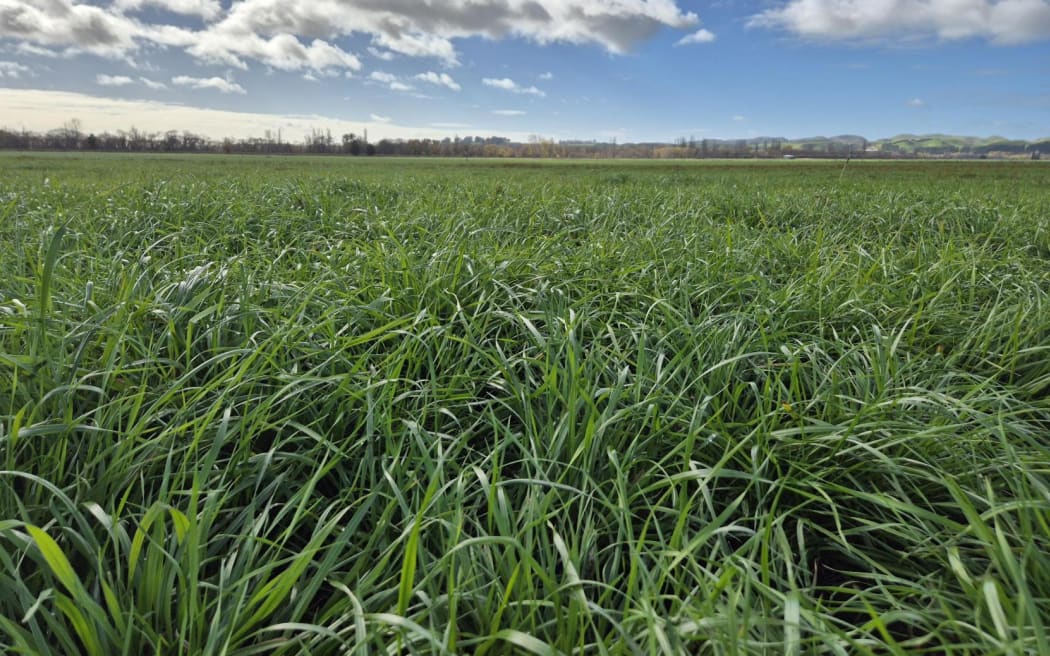 Hawke's Bay growers mull McCain takeover bid | RNZ News