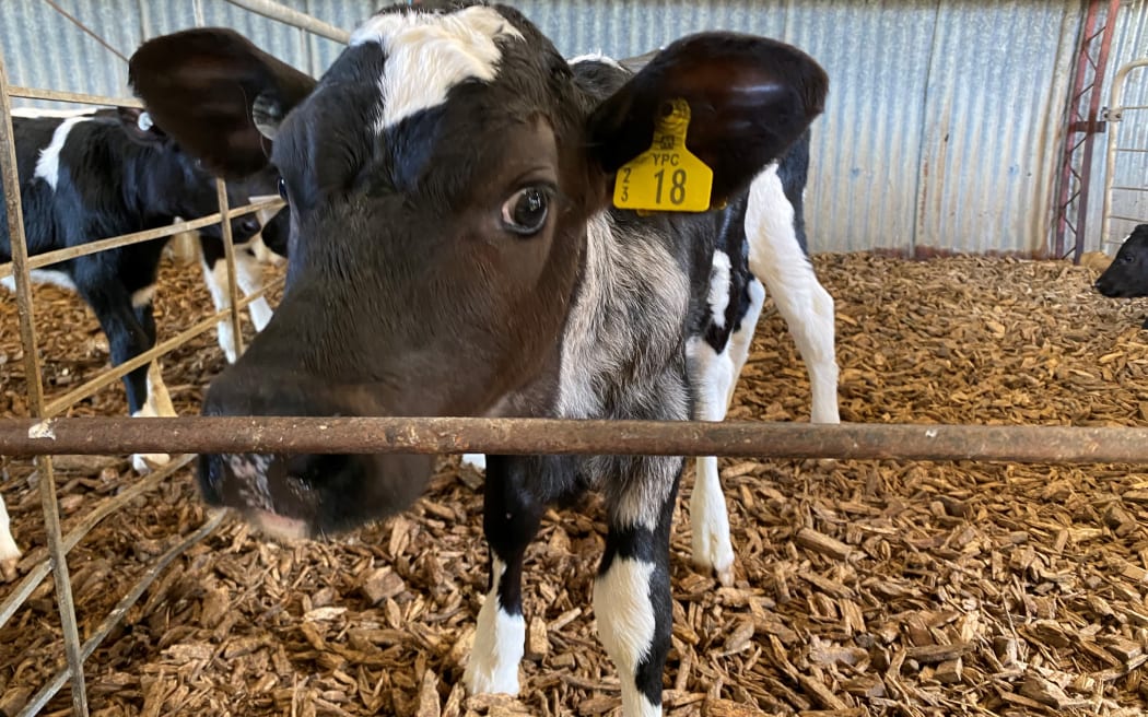 Calving brings the whisper of spring | RNZ