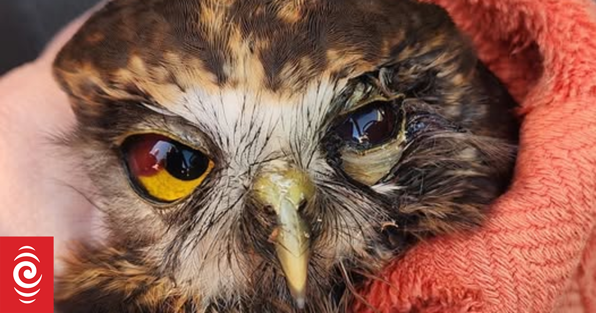 People urged to watch for exhausted birds and blown away nestlings in ...