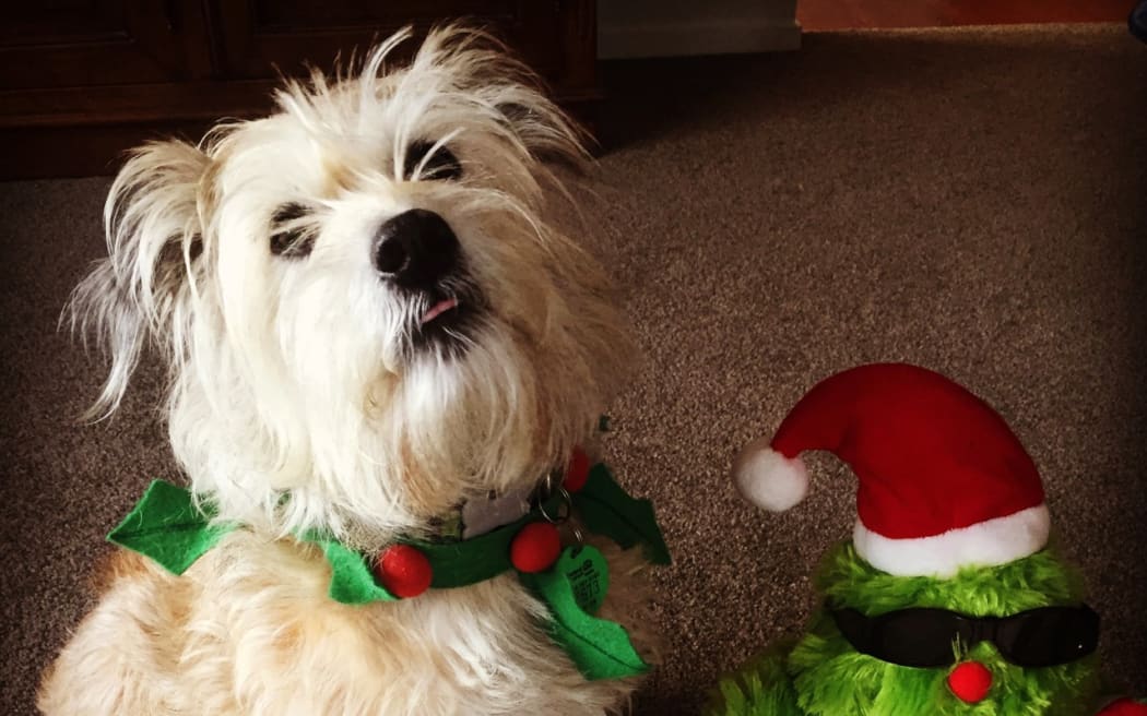 'Goodbye, Scout. You were the best boy' | RNZ