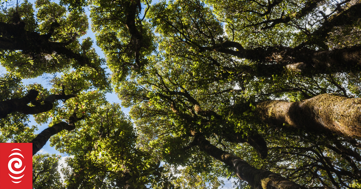 Dr. Jim Salinger: Billion Trees Programme ultimately flawed | RNZ