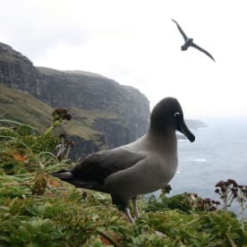 Birds of the Auckland Islands - Colin Miskelly: Lost Gold | RNZ