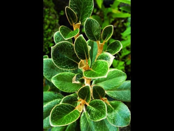 New Zealand's Native Trees | A Gallery from Nine To Noon | RNZ National