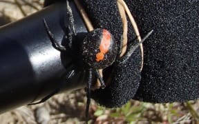 Our Changing World: A tricky trap for redback spiders | RNZ News
