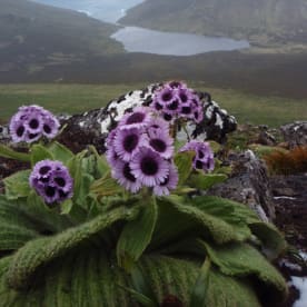Critter of the Week: Giant Emperor Daisy | RNZ