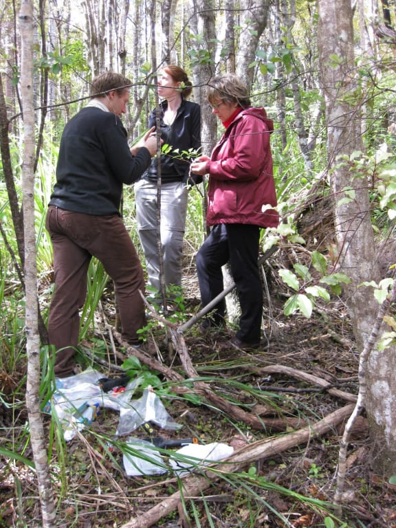 Kauri dieback | A Gallery from Nights | RNZ National