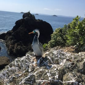 3D printed birds and fake poo to help the spotted shag | RNZ