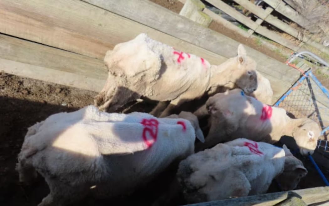 Rangiora farmer Gary Evans banned from owning livestock for life after ...