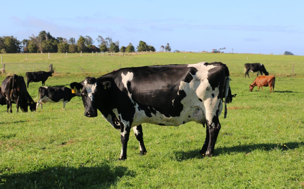 Lou Lou the Cow Whisperer | RNZ