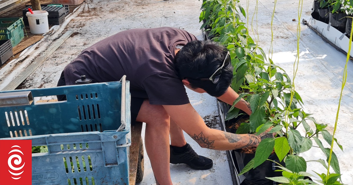 Addicts find hands in the earth help journey to recovery - 'It grounds ...