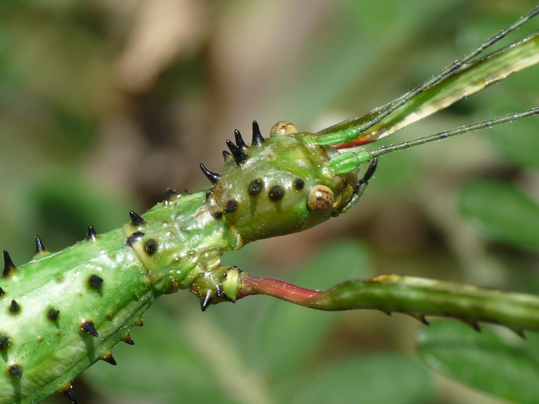 Critter of the Week: Prickly Stick Insect | RNZ