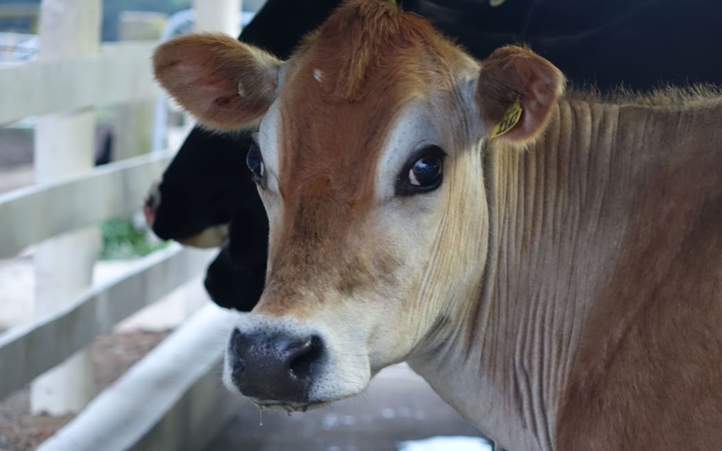 NZ's dairy cow population on the rise | RNZ News