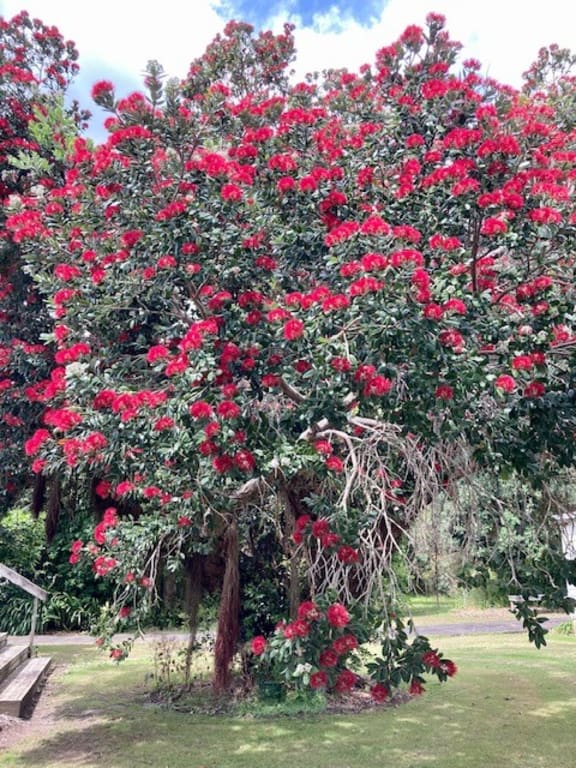 In praise of the pohutukawa (and rata) | RNZ