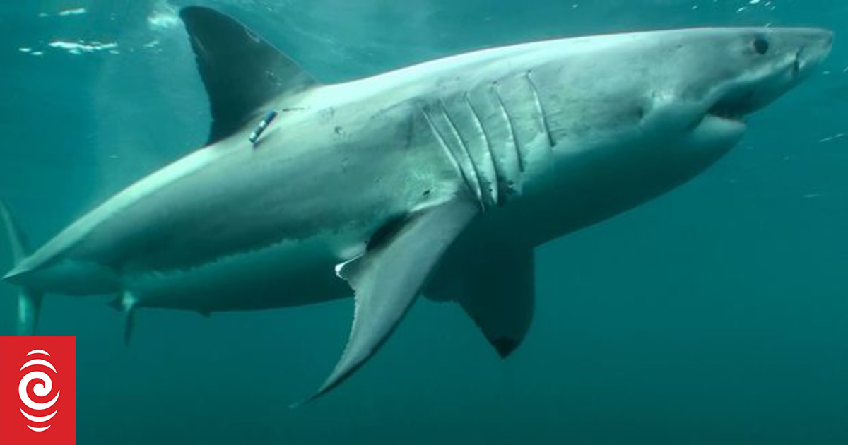 Expect more shark sightings on NZ beaches as summer approaches - DOC ...