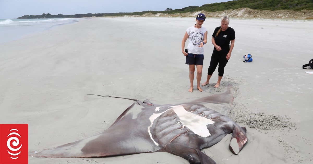 'First time' manta ray known to wash up on NZ beach | RNZ News