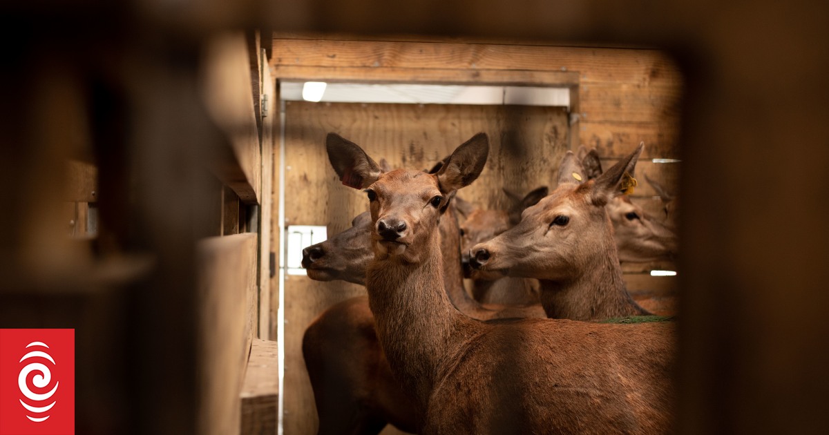 Dairying with deer | RNZ