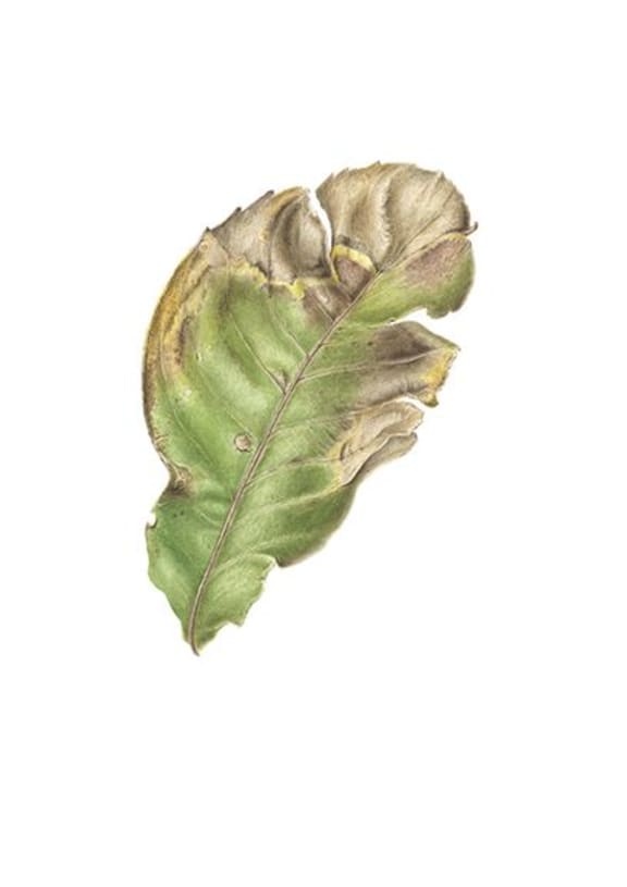 Botanical art | A Gallery from Standing Room Only | RNZ National