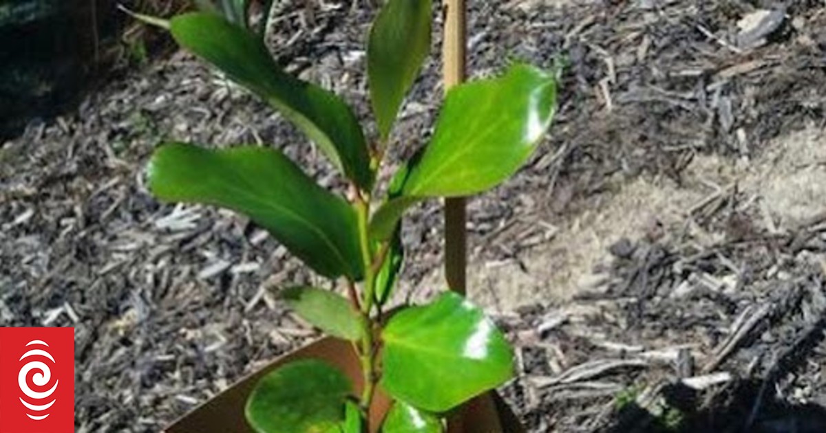 Made in NZ: EmGuard | RNZ