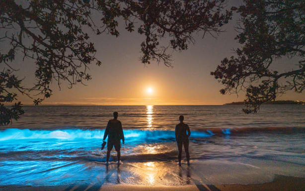 Auckland's bioluminescence at Stanmore Bay described as 'unforgettable ...