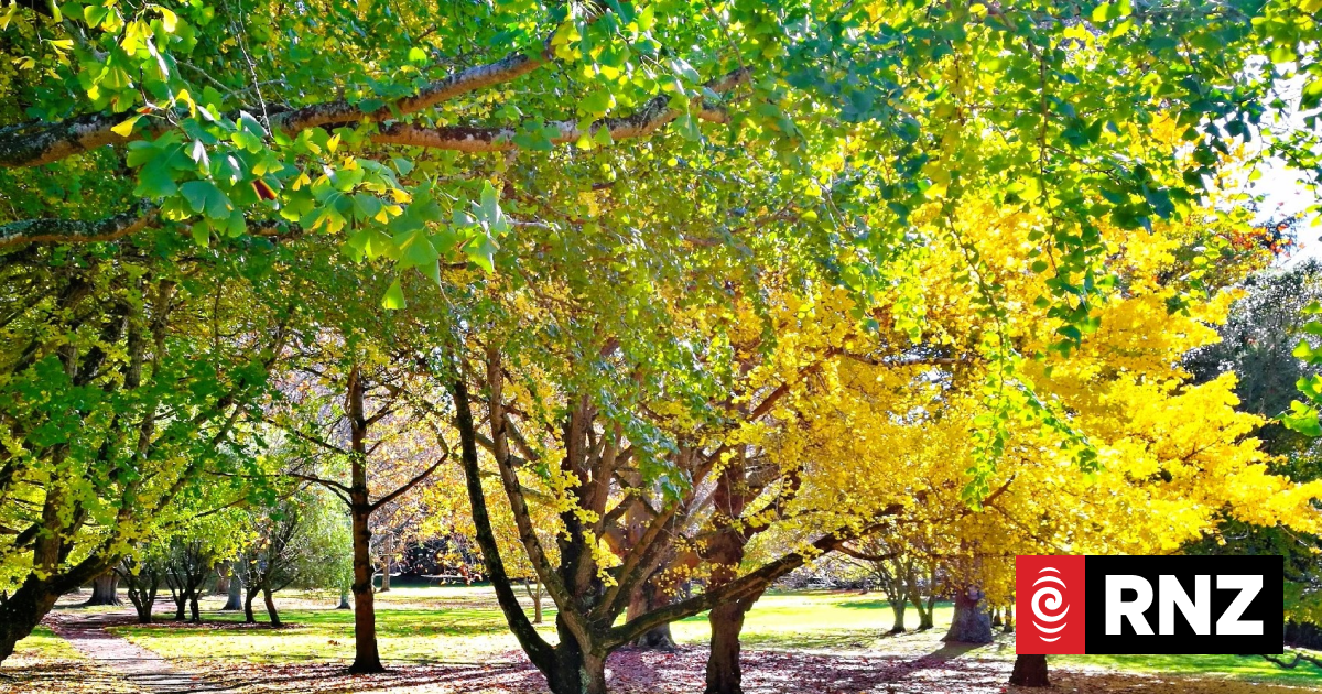 Why are Auckland's trees disappearing? | RNZ