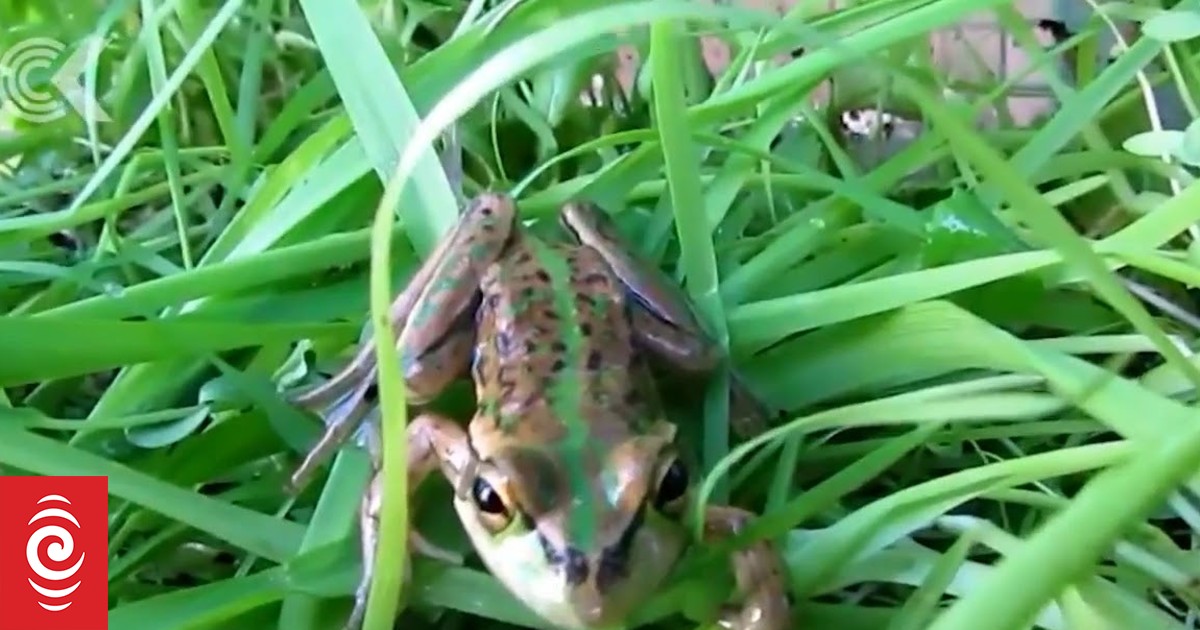 Frog invasion plagues Papamoa | RNZ
