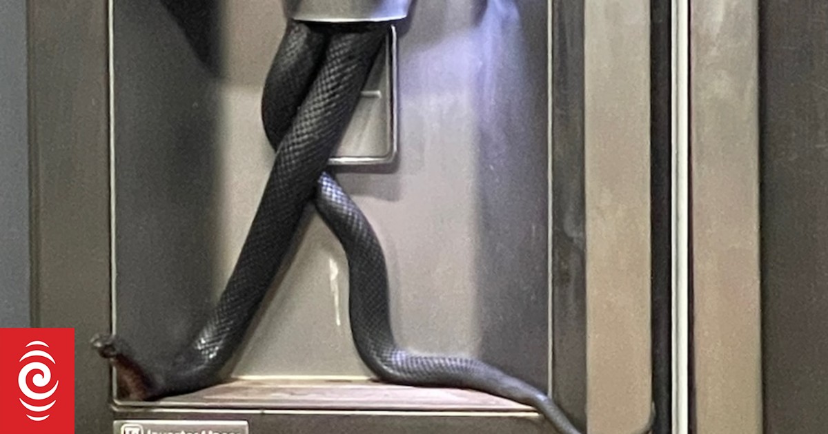 Snake entangled in fridge ice dispenser spotted by resident who thought ...