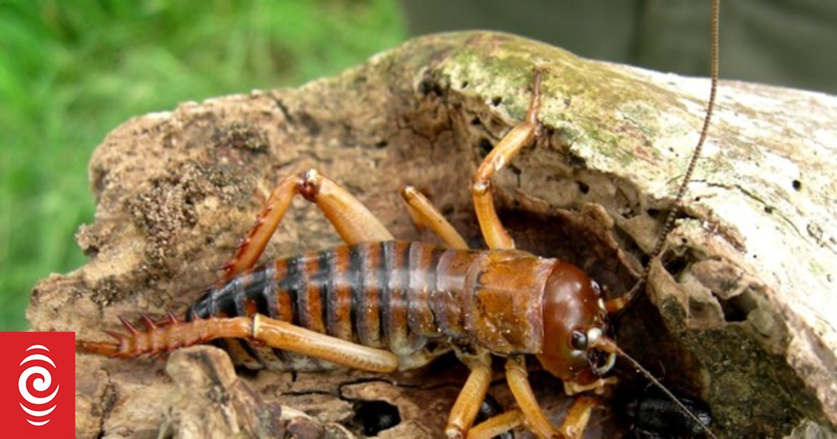 Critter of the Week: Banks Peninsula tree weta | RNZ