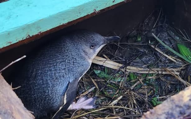 Two Muriwai kororā rescued from nesting box buried by mud slip | RNZ