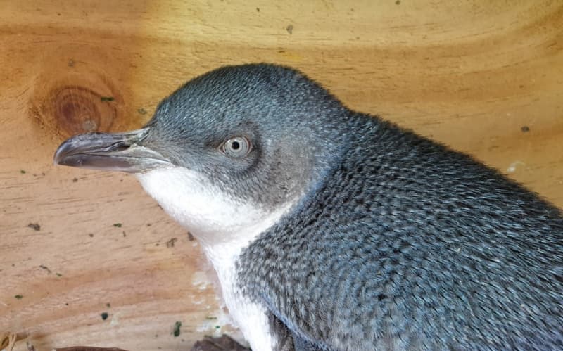 Dogs kill four little blue penguins in capital in a month | RNZ