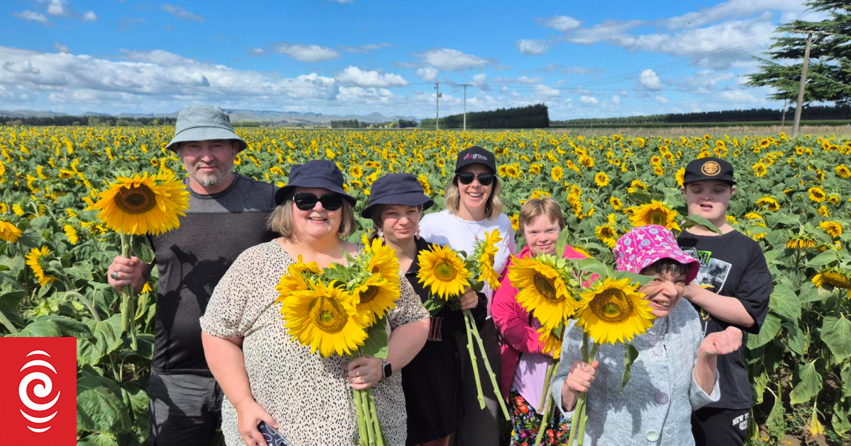 Sunflower community project brightening Central Hawke's Bay | RNZ News