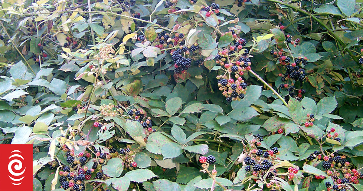 Fruit and Vege Report with Glenn Forsyth | RNZ