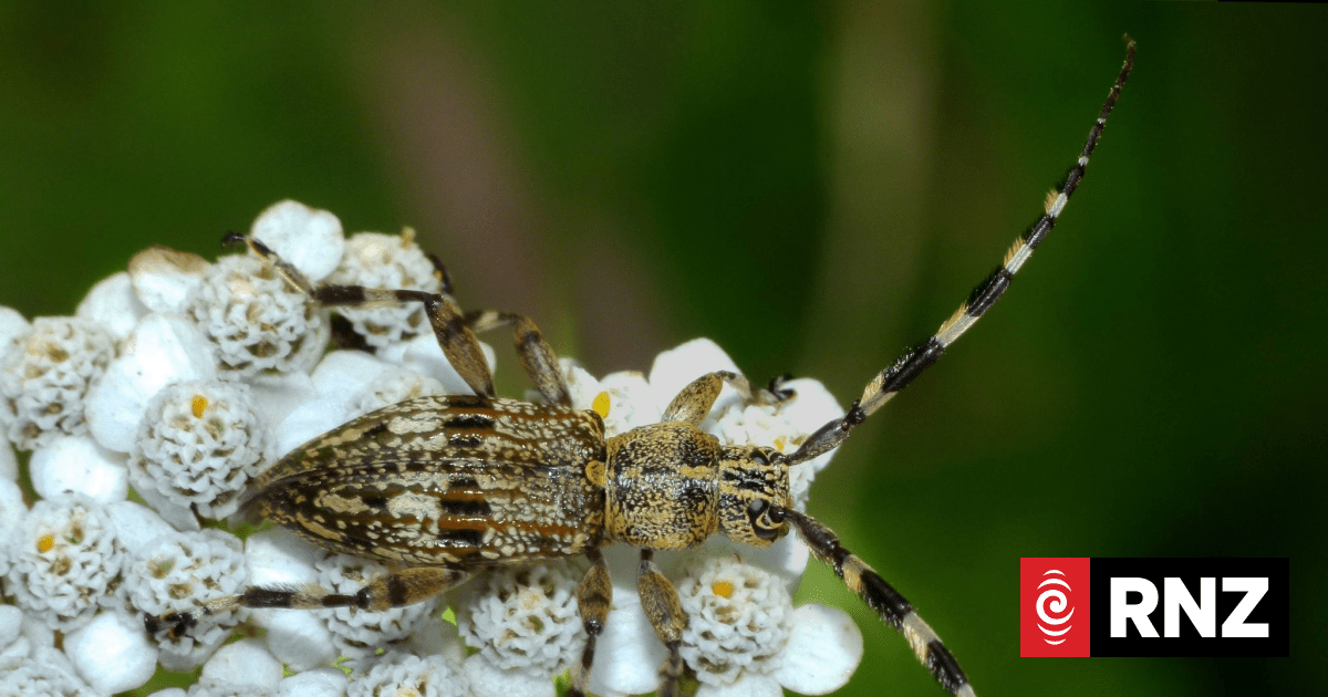 Critter of the Week: Squeaking Longhorn Beetle | RNZ