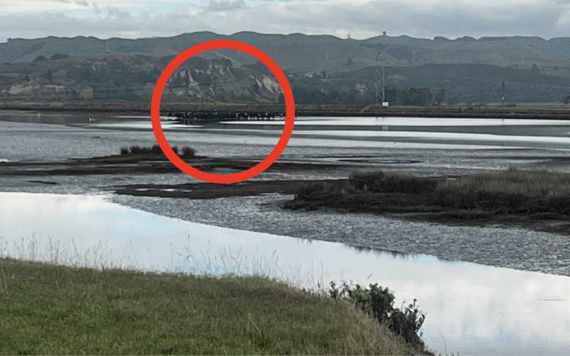Runner ‘shocked’ as herd of cows break into Napier estuary for a paddle ...