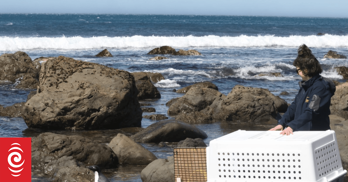 Too hot for Adélie penguin to return home | RNZ News