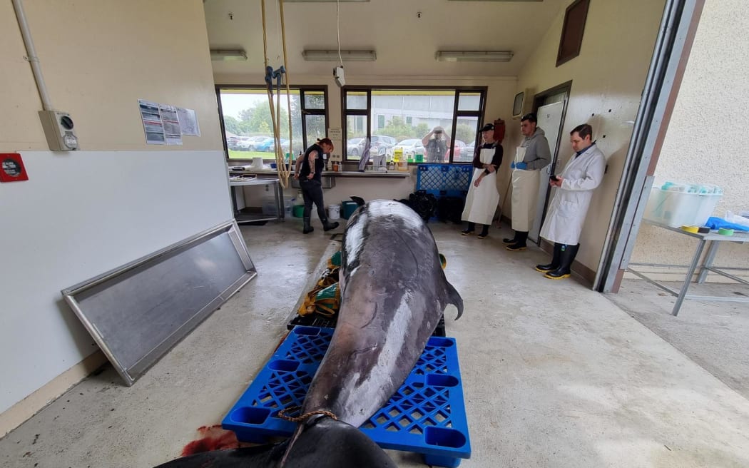 Dissection of rare whale begins: 'This is an extraordinary thing' | RNZ ...